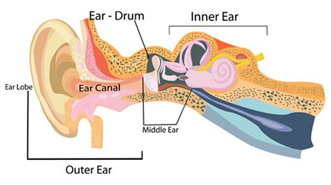 Parts Of The Ear And Their Functions For Grade 4