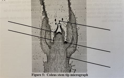 Coleus Stem Tip Diagram