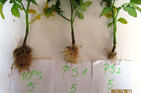 Pamje E Sistemit Rrënjor Të Bimëve Të Trajtuara Me 5 Ml L Ethrel Download Scientific Diagram