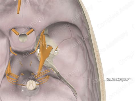 Motor Root Of Trigeminal Nerve Complete Anatomy Motor Root Of Trigeminal Nerve Complete Anatomy