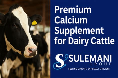 Calcium Supplement For Dairy Cattle Improve Milk Yield
