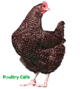Marans Chicken Breed Information Poultry Care Sunday