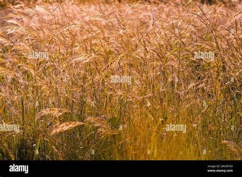 Seeding Grassland Close Up Of Seed Laden Grasses In Kruger National
