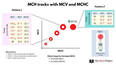 Lab Test Mchc At Qiana Flowers Blog
