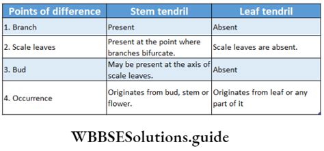 Phyllotaxy Notes Wbbse Solutions