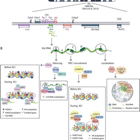 Xist A Multi Tasking X Linked Transcript A Genomic Organization Of Download Scientific