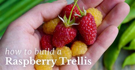 Quick And Easy Diy Raspberry Trellis • Lovely Greens