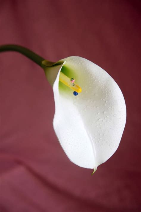 Pin By Pablo Young On Photo Still Life Art Lighting Techniques Travel Light