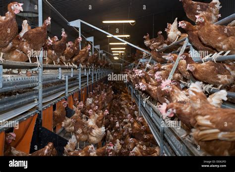 A Battery Farm Meaning At Lauren Blackwell Blog