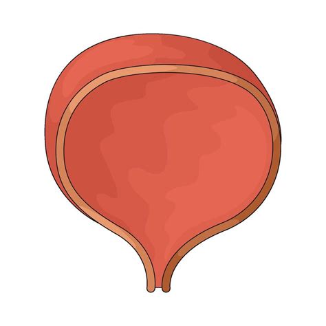 Human Urinary Bladder 65774888 Vector Art At Vecteezy