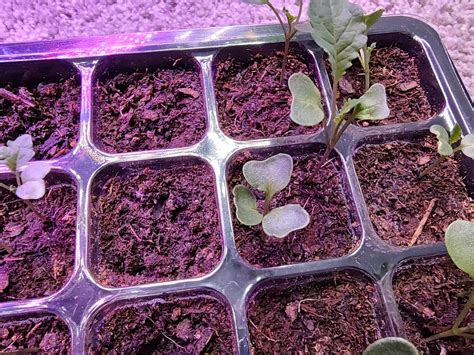 First Three Leaf Rgardening