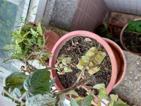 Plant Detection Object Detection Model By Freisa