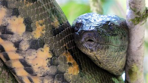 This Snake Eats Its Mate After Having Sex 7 Other Animals That Do The