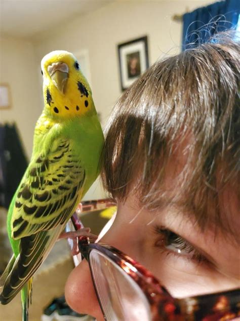 Held Me Hostage And Likes To Bite At My Glasses Rillegallysmolbirbs