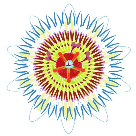 Passion Flower Blue Tropical Fruit Vector Illustration Stock Vector