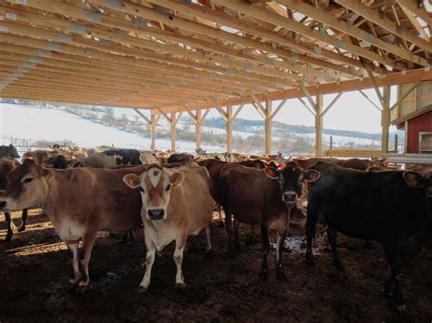 Transition Cow Tips And Tricks Watershed Agricultural Council