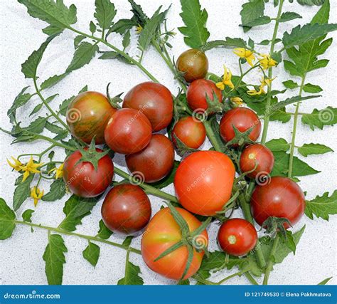 Tomato Food Vegetable Red Tomatoes Fresh Healthy Green Organic