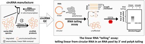 Rna Polya Tailing Assay To Qualitatively Analyze Circular Rna Manufacturing
