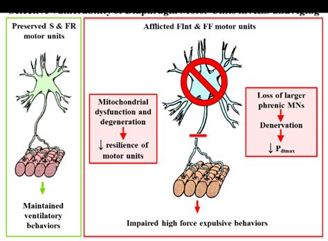 Selective Vulnerability Of Motor Units In Als And Aging In Both Aging