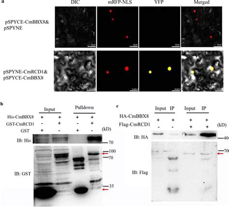 Cmrcd1 Physically Interacted With Cmbbx8 A Bifc Assay Dic Images