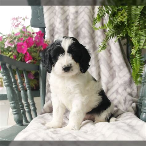 Cockapoo Puppies For Sale In Bird In Hand Pa Lancaster Puppies