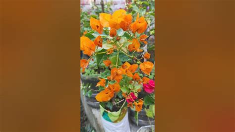 Beautiful Garden Bougainvilla Youtube