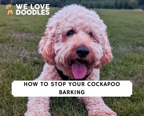 How To Stop Your Cockapoo Barking