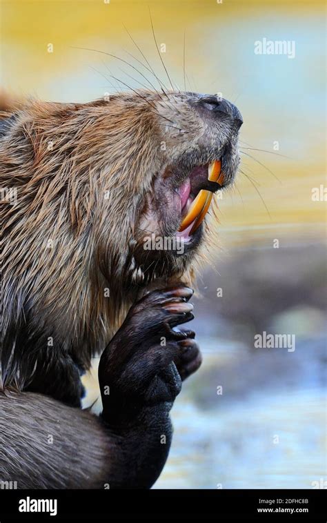 Beaver Teeth