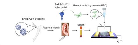 The Schematic Of Detecting Sars Cov 2 Antibodies From Serum Specimens Download Scientific