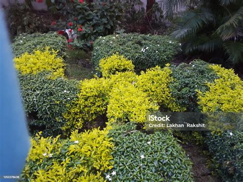 The Indian Garden Green Leaf Garnish And Yellows Leaf Decorated Stock