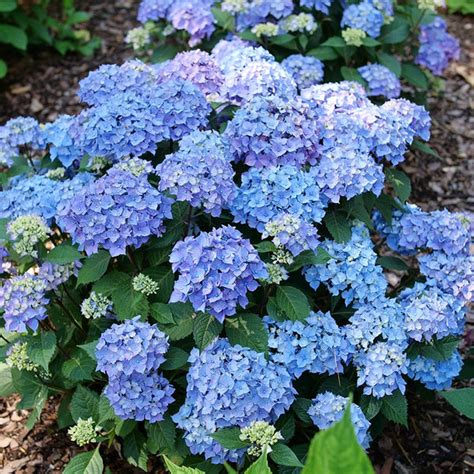 Hydrangea Lets Dance Lovable™ Bigleaf Hydrangea Park Seed