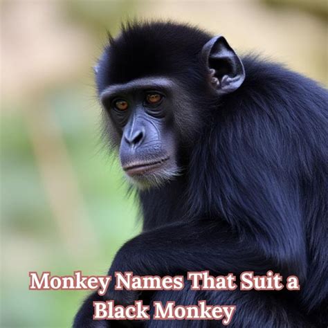 600 Funny And Adorable Monkey Names For Every Personality