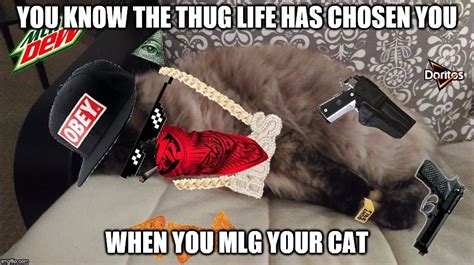 Mlg Cat Imgflip