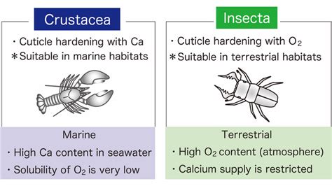 Insect Exoskeleton Layers