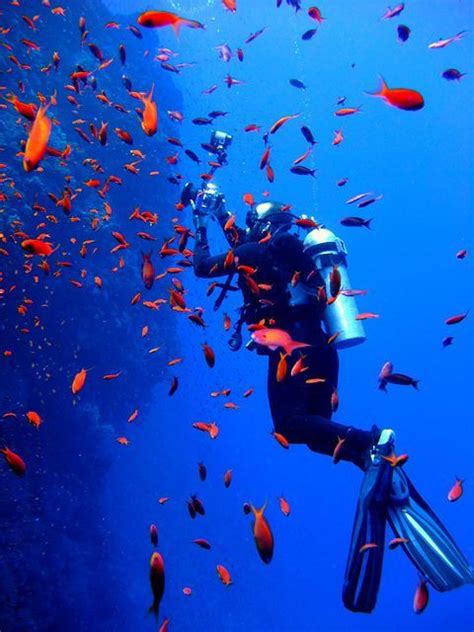 Diving Red Sea Unterwasserfotografie Underwaterworld Unterwasser Kunst