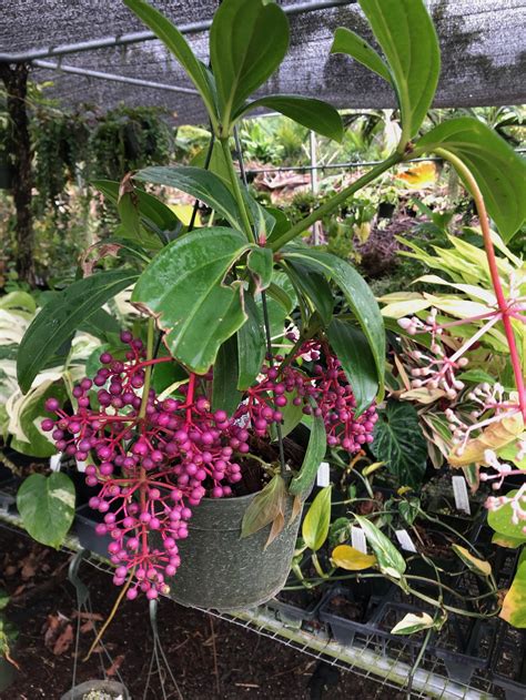 Medinilla Multiflora M Myriantha — Vintage Green Farms With Tom Piergrossi