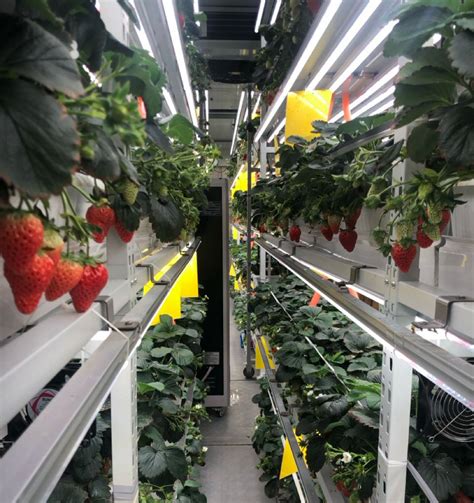 Hydroponic Fodder System Feedplex Alta Cea