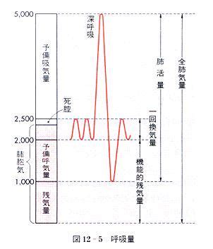 基礎医学のゴロ＆知識大辞典 On Twitter 【肺容量の構成】 La4f4mku4g Twitter