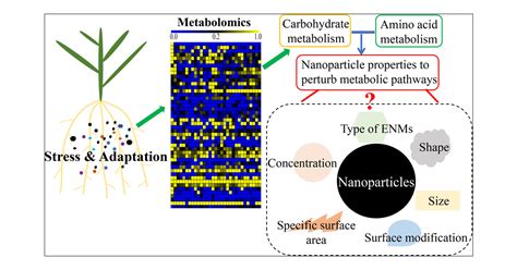 Metabolism Diagram