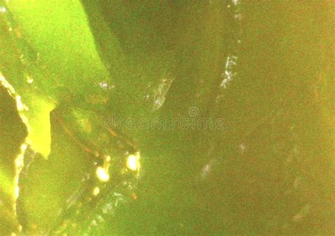 Seaweed Kelp In Detail Vegan Food Image Under The Microscope Micro Photography Science
