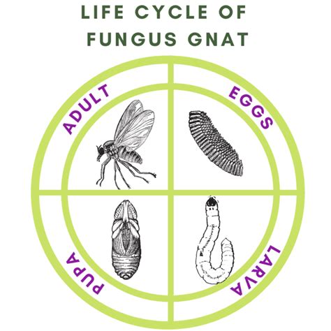 Fungus Gnat Fact Check Highland Moss
