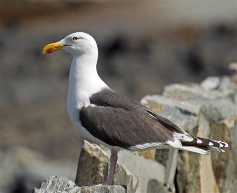 Bird Quizzes Cormorants And Gulls