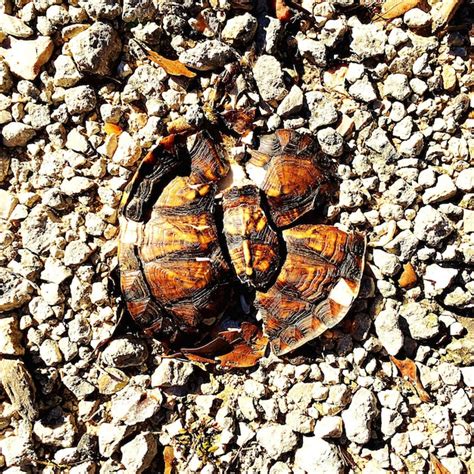 Turtle Carcass Images Free Download On Freepik