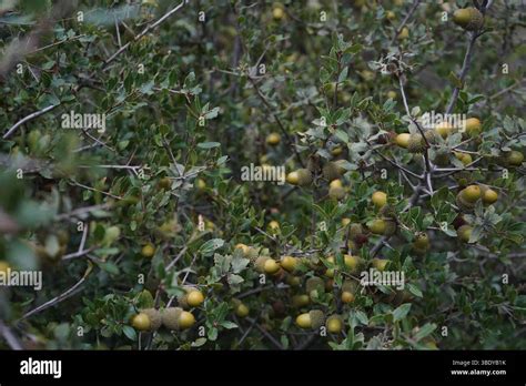 Quercus Coccifera The Kermes Oak Or Commonly Known As Palestine Oak Is