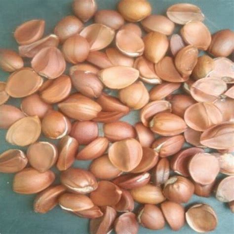 The Transesterification Process Download Scientific Diagram