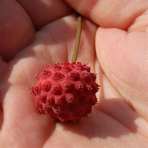 Forum Fruit Identification