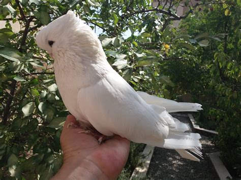 کبوتر نوک قنار ایرانی Home