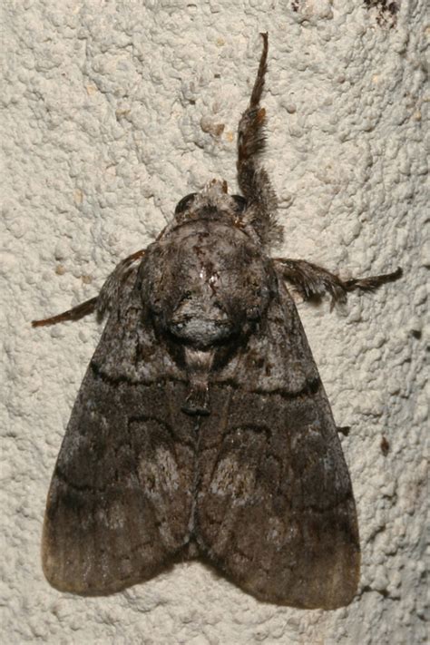 Dasychira Extatura Lepiwiki