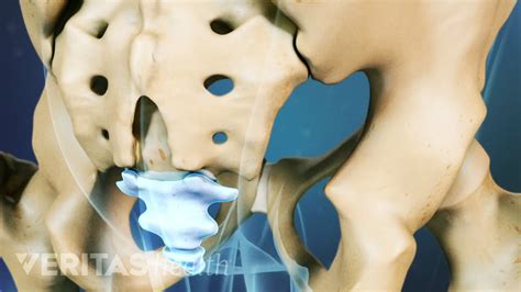 Anatomy Of The Coccyx Tailbone Spine Health