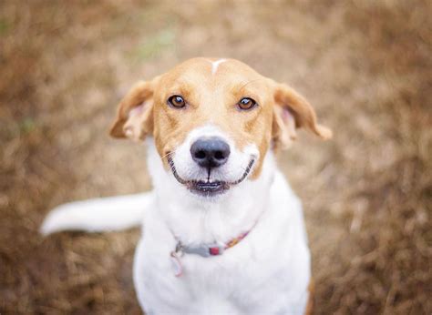 These Are The 10 Happiest Breeds Of Adorable Dog Sure To Bring Bring